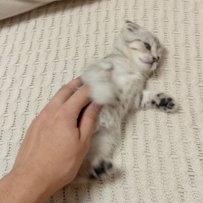 Продам кошечку