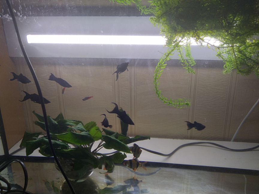 Молинезии чёрные