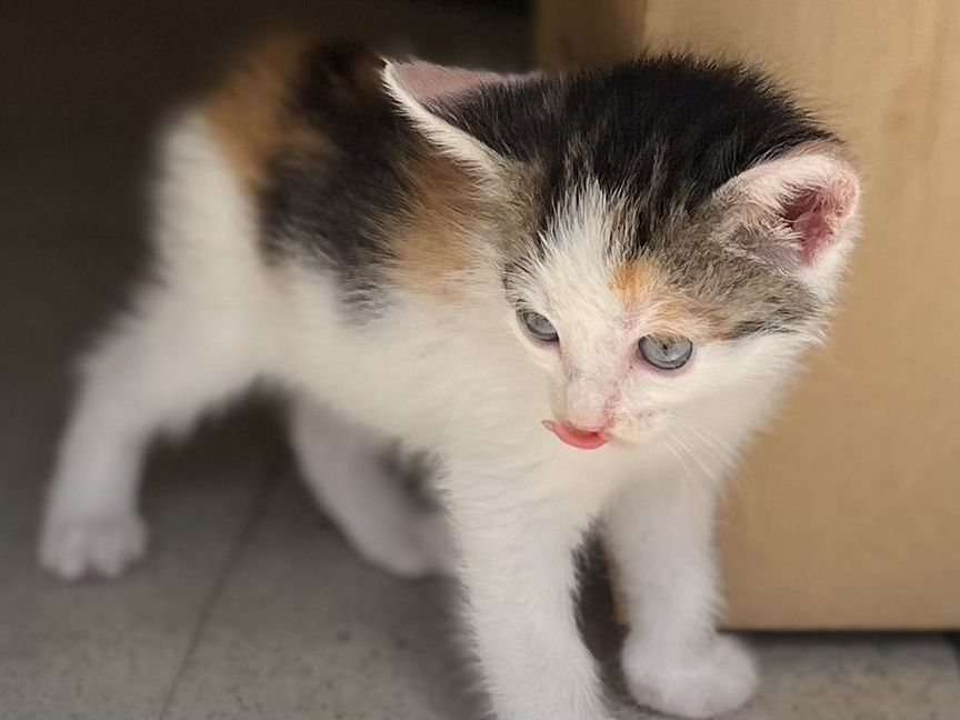 Бесплатно Котята