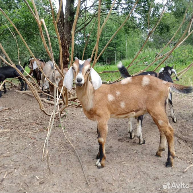 Англо-нубийские козы и козлы, молочные продукты