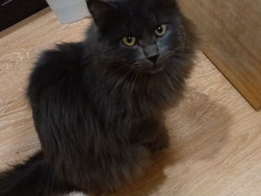 Кот красавец