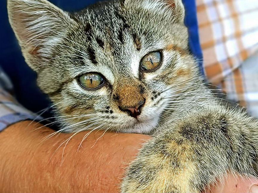 Котëнок в добрые руки