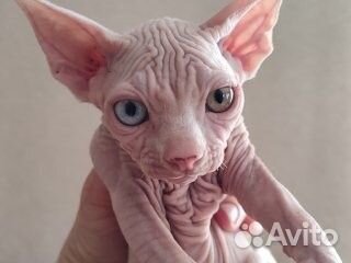 Разноглазый канадский сфинкс