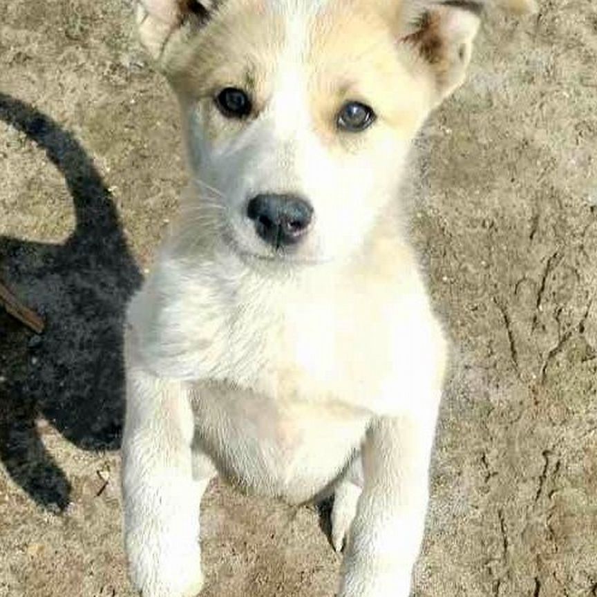 Щенок в добрые руки