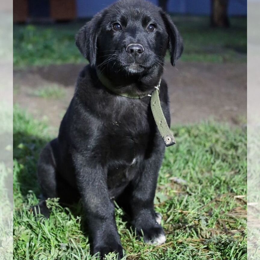 Щенок в добрые руки