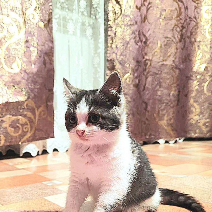 Малышок Барсик в дар