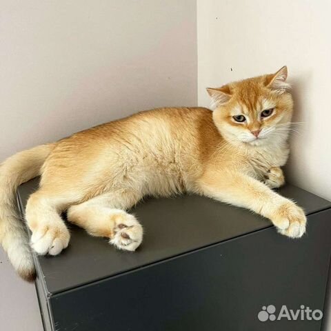 Котенок 5 мес