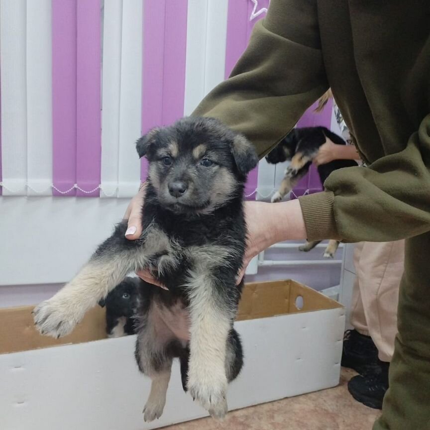 Щенок в добрые руки