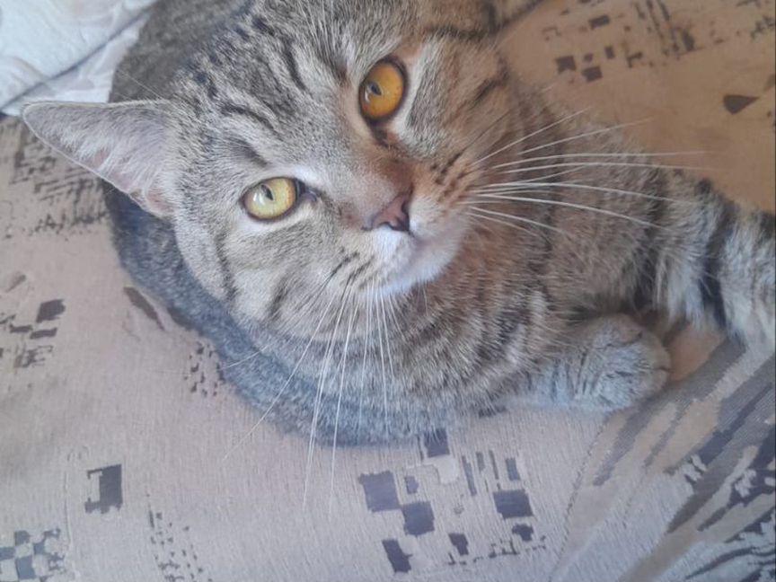 Отдам кота в добрые руки