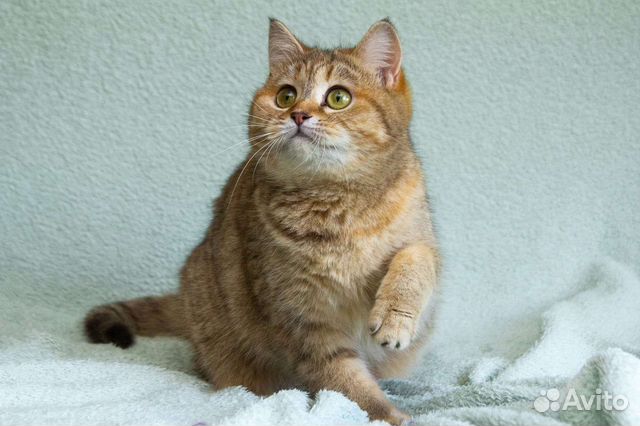 Бесплатно, породистая шотландская котодевочка