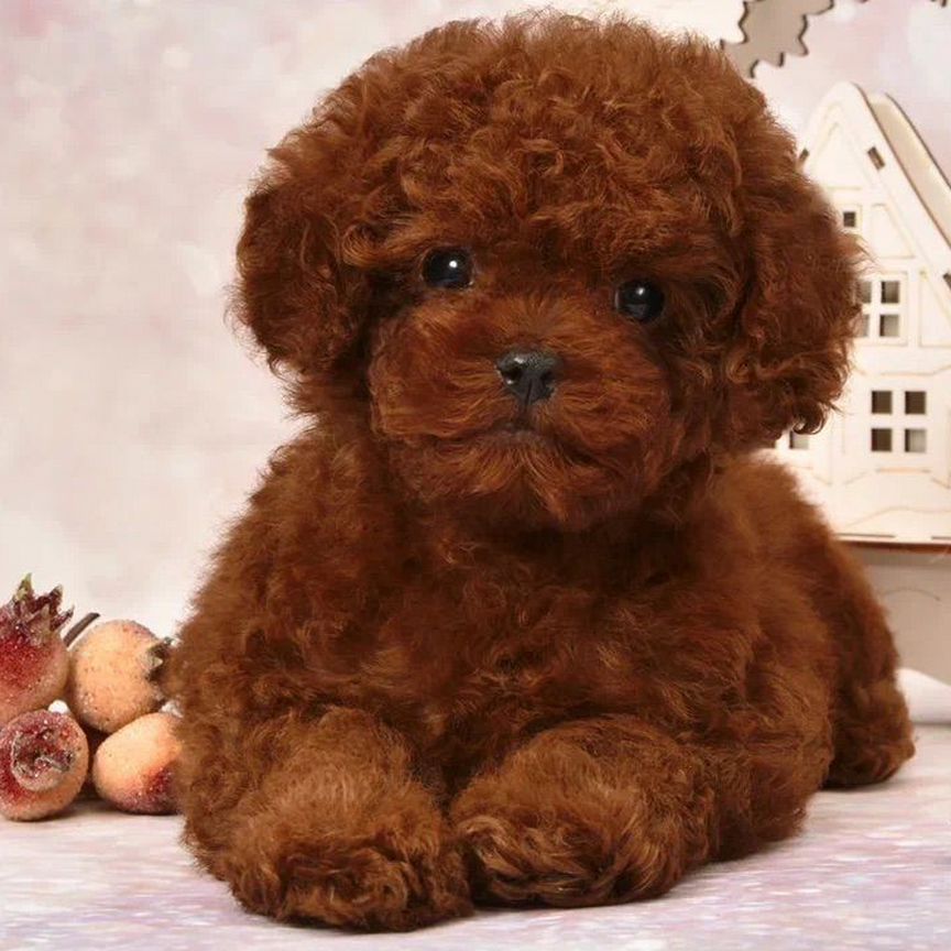 Той-пудель, щенок