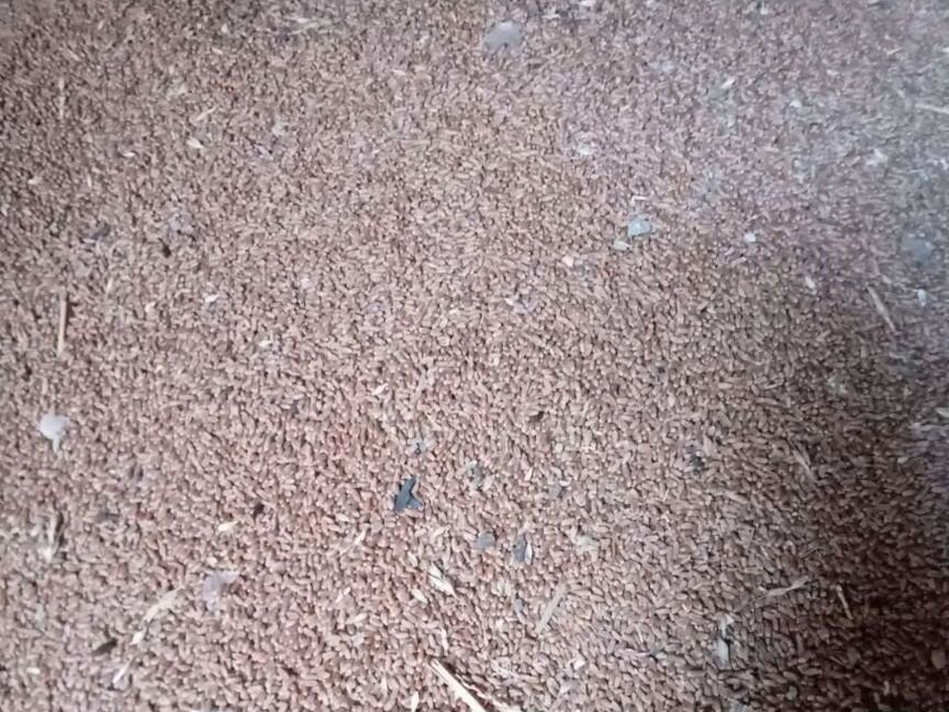 Семечко, Соя на корм/посев