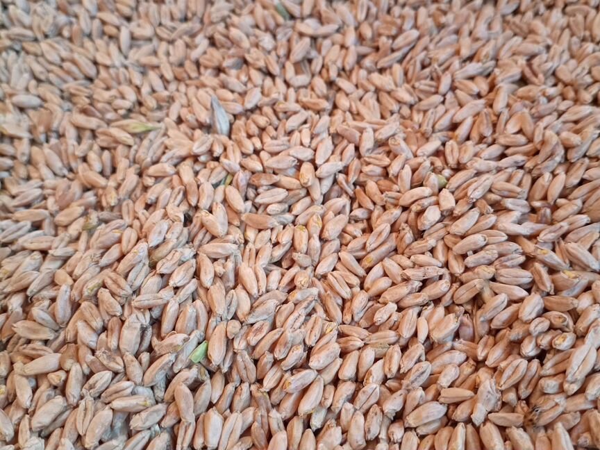 Продам Зерно (пшеница)