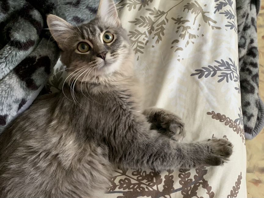 Котенок девочка