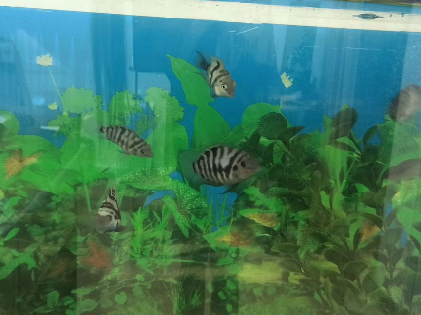 Чернополосики