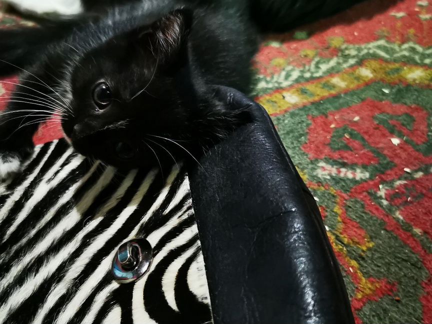 Котята в добрые руки