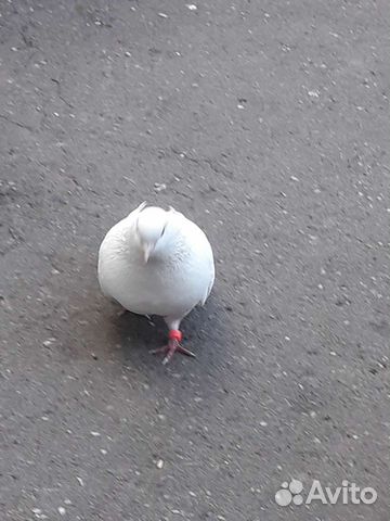 Потерялся окальцованный голубь на 2х лапках