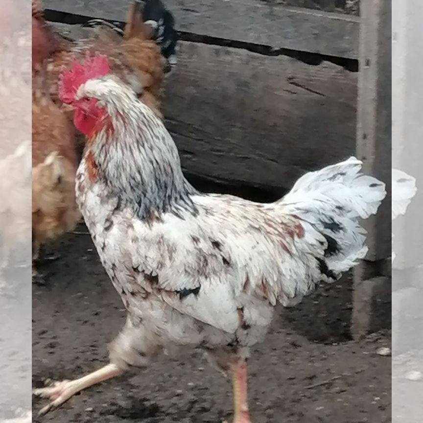 Петух русский хохлатый