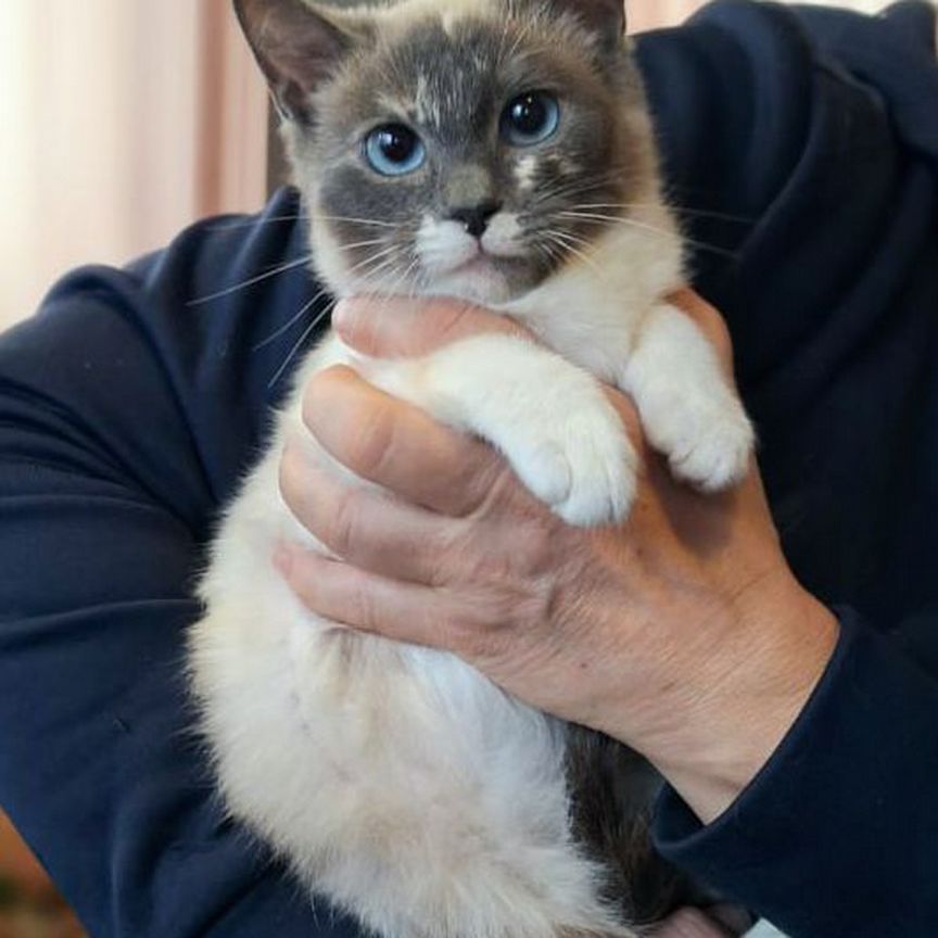 Таечки, 5 мес., в дар