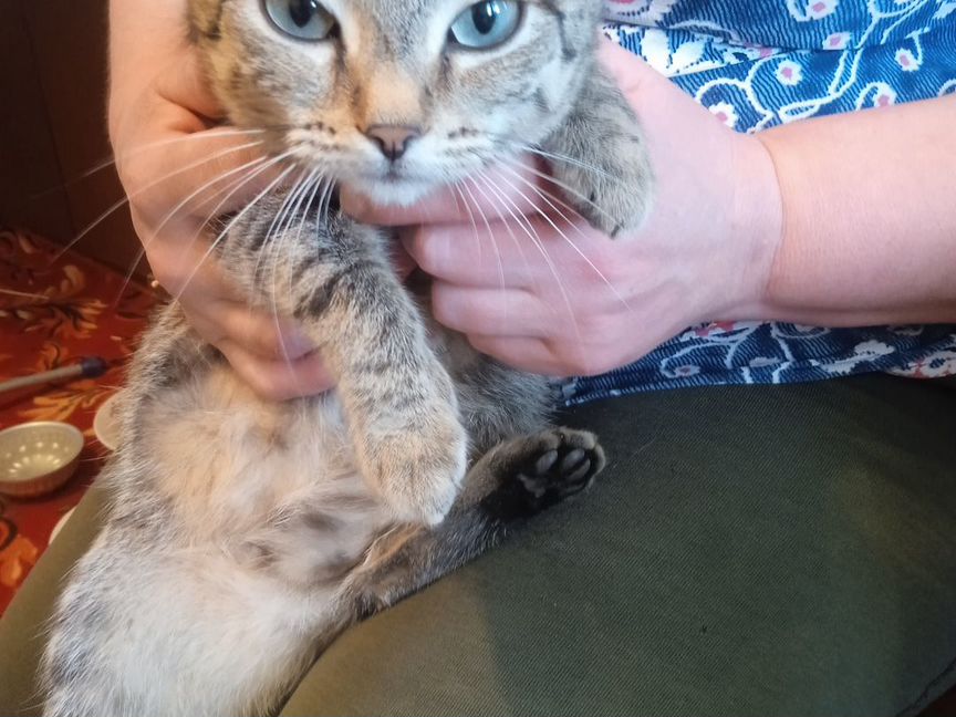 Отдам котят и кошку, быстро