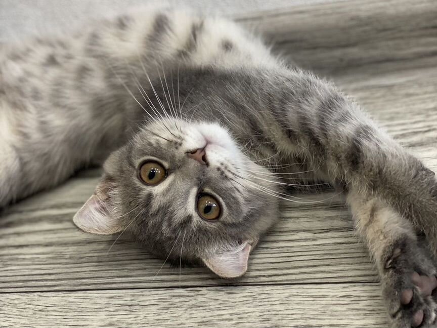 Котенок