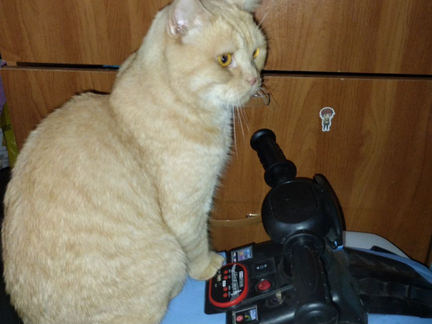 Британская кошка в дар