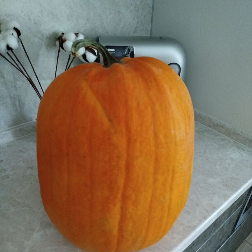 Тыква большая