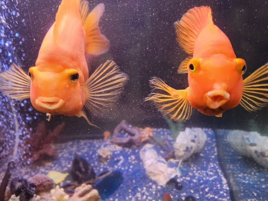 Аквариумная рыба попугай