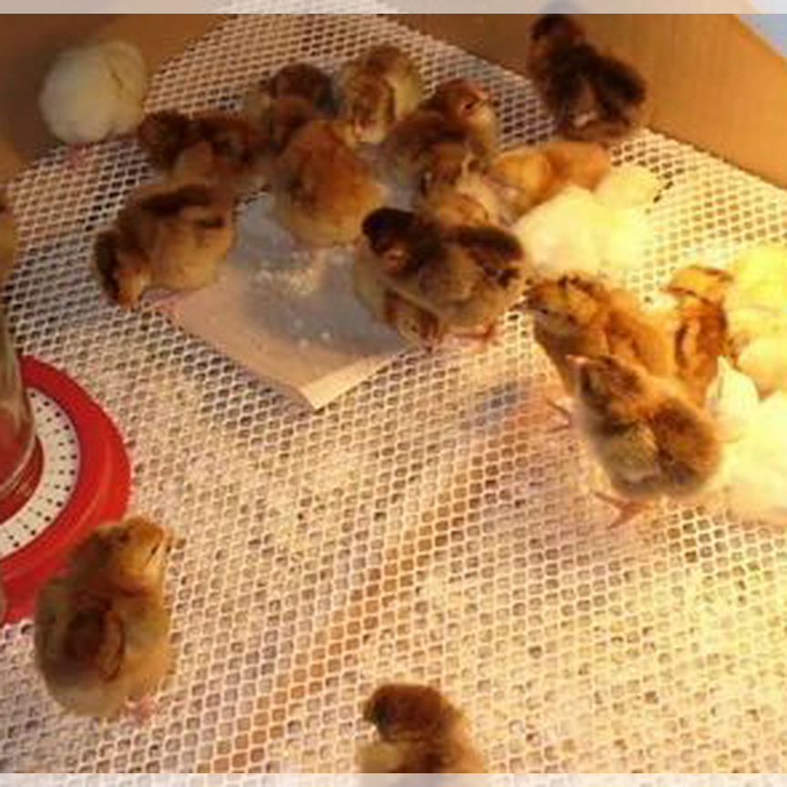 Цыплята мясояичные