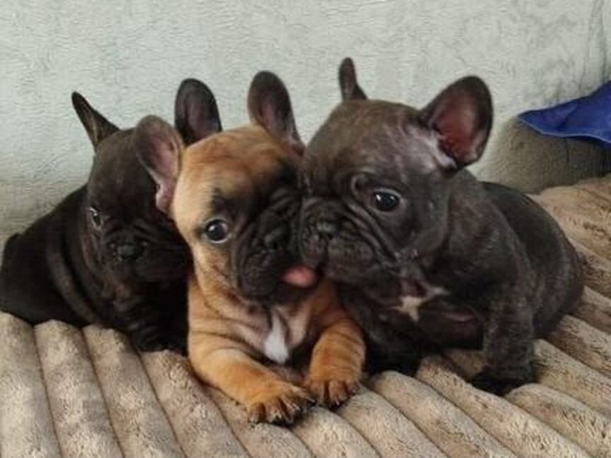 Французский бульдог щенки