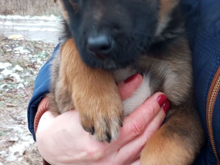 Отдам бесплатно щенки