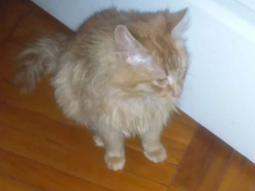 Кот