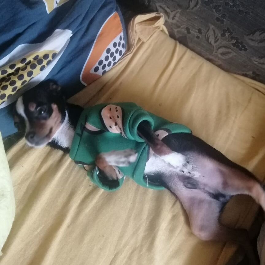 Умный и спокойный мальчик ищет невесту