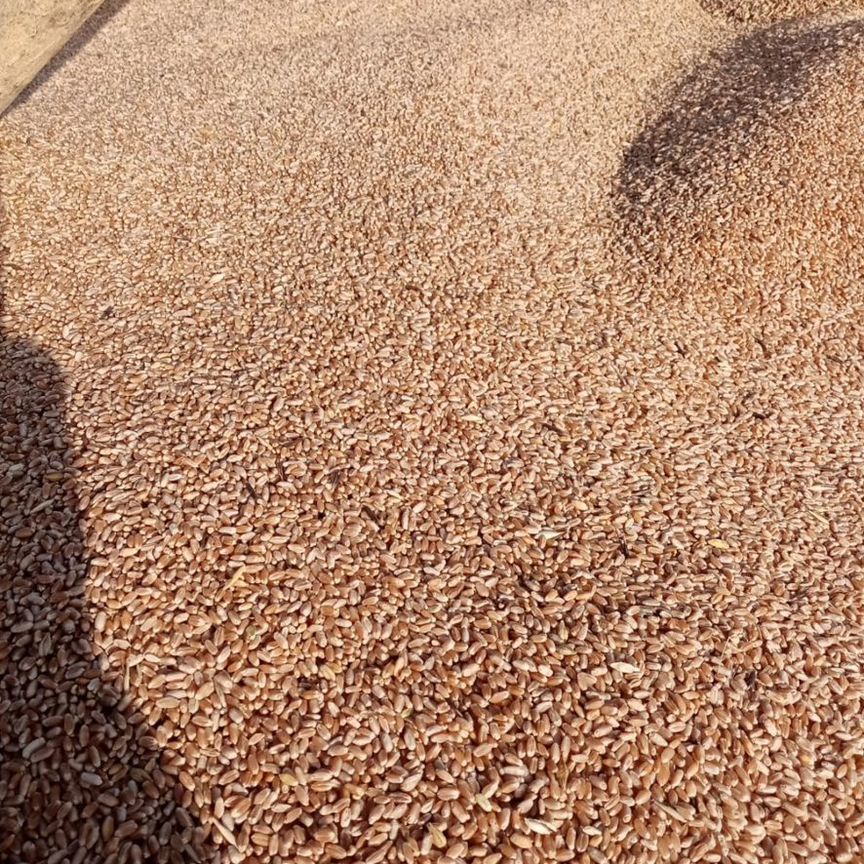 Зерно пшеница