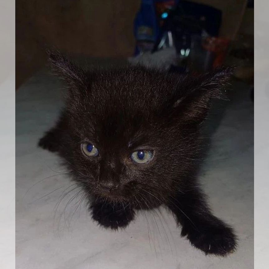 Котёнок в добрые руки