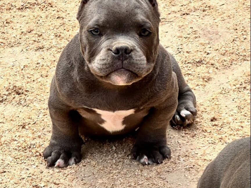 Американский булли микро