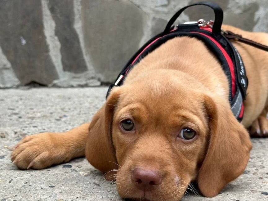 Щенок девочка в добрые руки