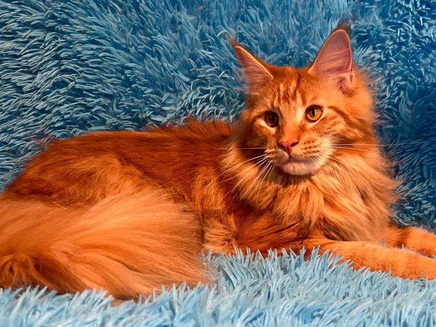 Котята мейн-кун