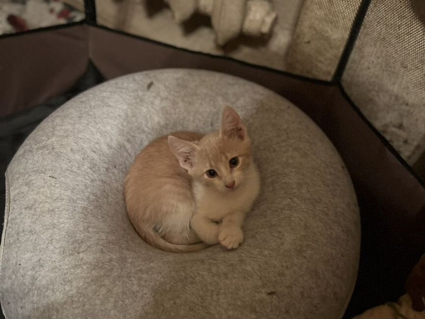 Котята сво спасенные в добрые руки