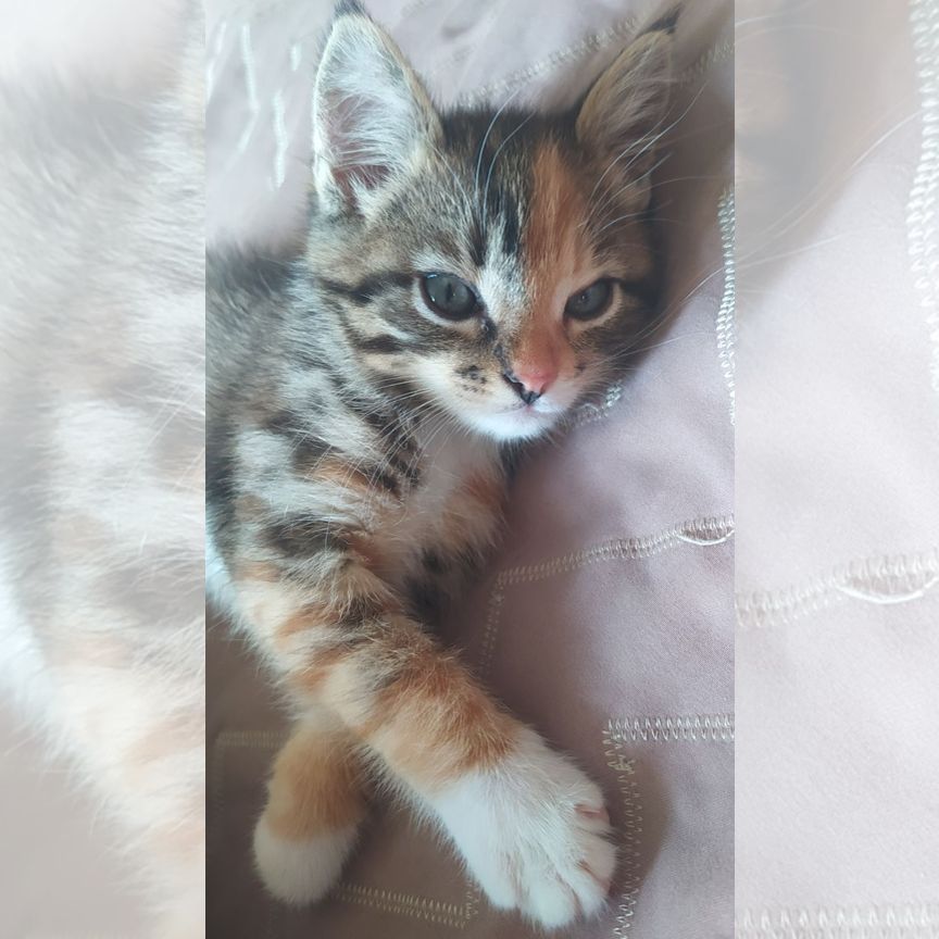 Смышлёная кошечка 2 мес