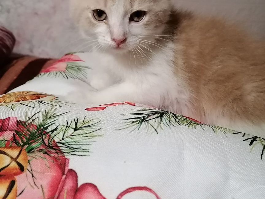 Отдам рыжего котенка