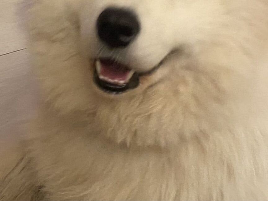 Самоедская собака