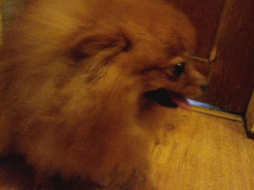 Маленькие шпицы-собачки