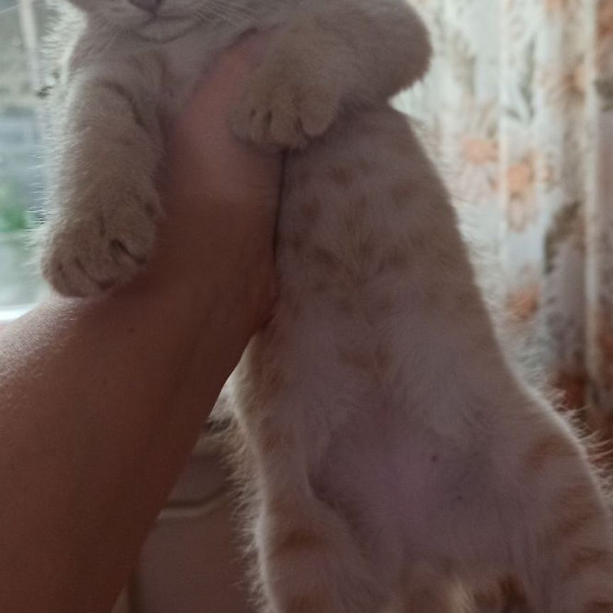 Рыжий котик