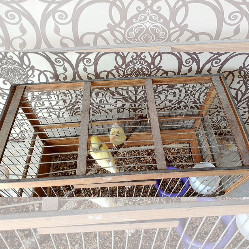 Продам кенару