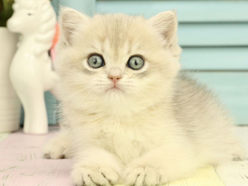 Британский кот шоу класс голубая золотая шиншилла