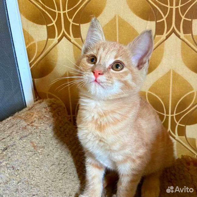Котенок Гарри рыжий поступил в Приют в добрые руки