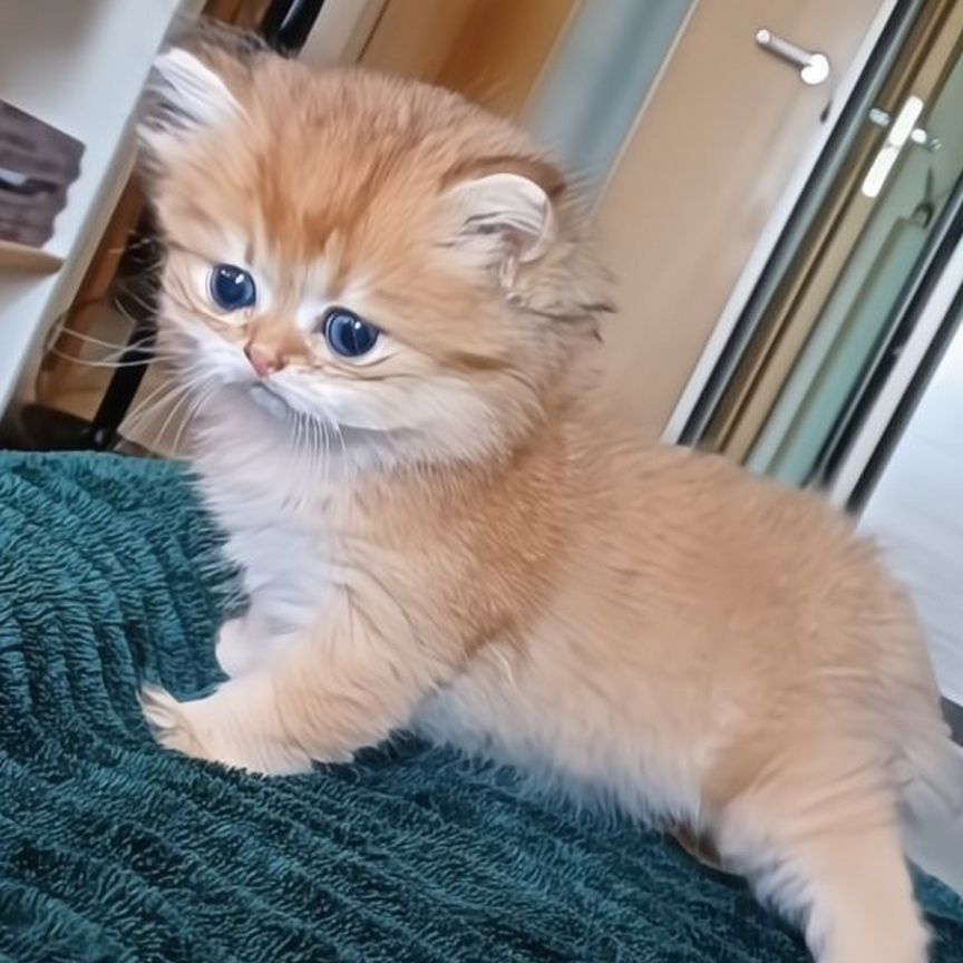 Шотландский прямоухий длинношёрстный котёнок