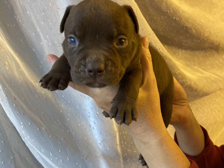 Американский булли classic