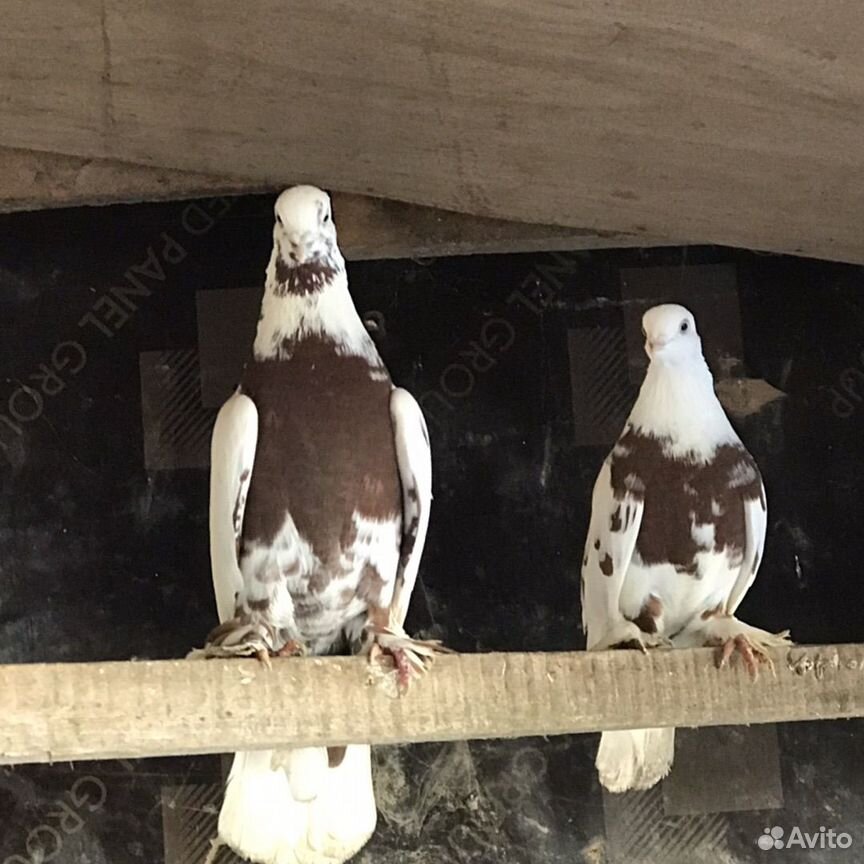 Голуби бойные с узбекистана